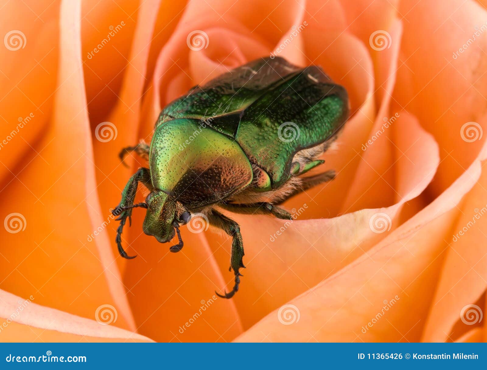 Bug on a rose stock photo. Image of flower, shining, rose - 11365426