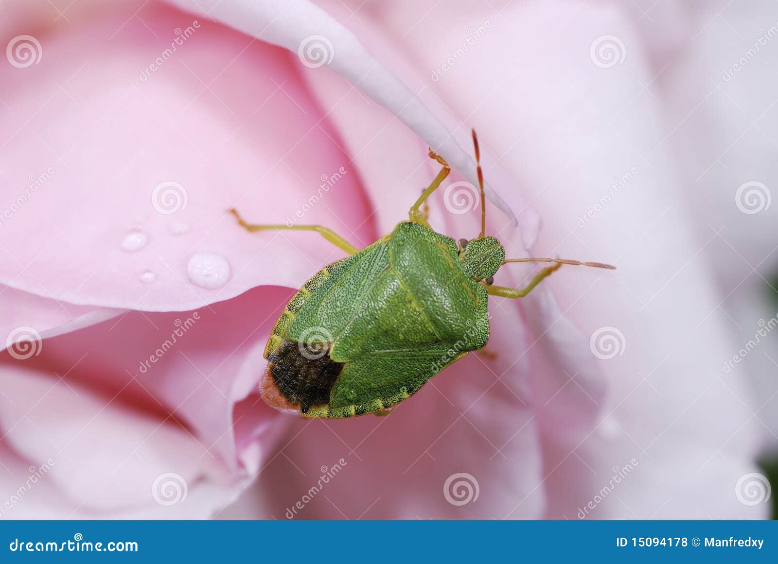 Bug on a rose stock photo. Image of beetle, petals, bloom - 15094178