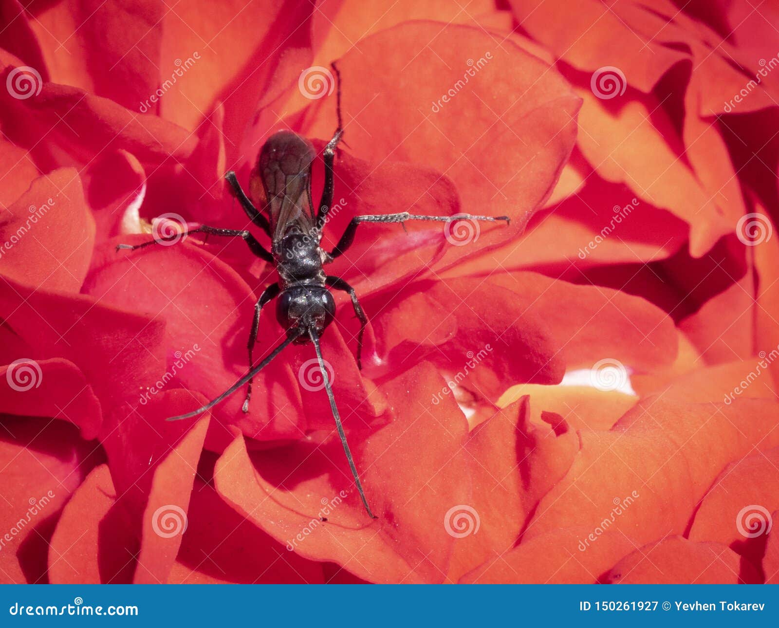 Bug in rose petals stock image. Image of fairytale, animal - 150261927