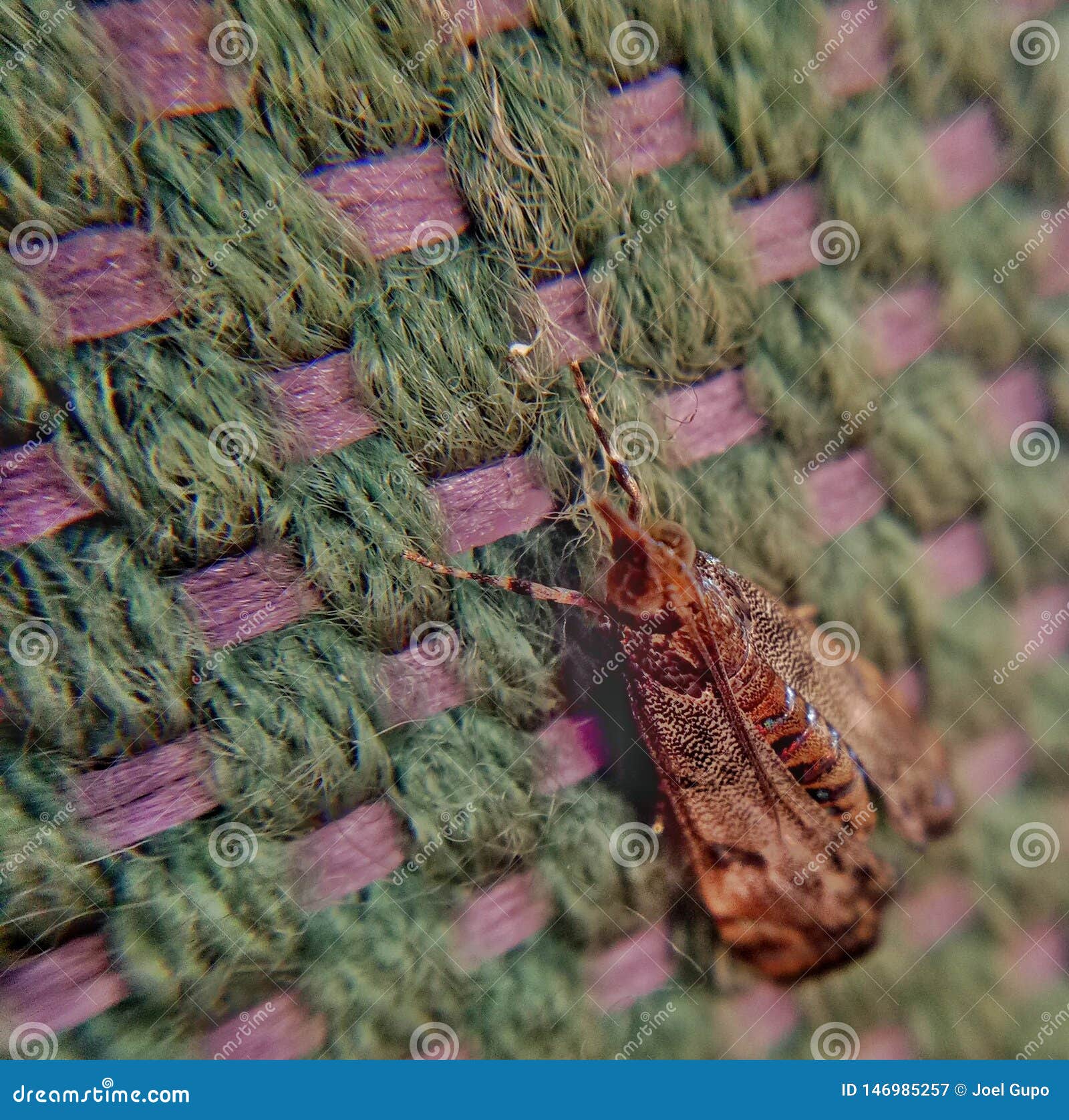 Bug on a rug stock image. Image of tiny, insect, moth - 146985257