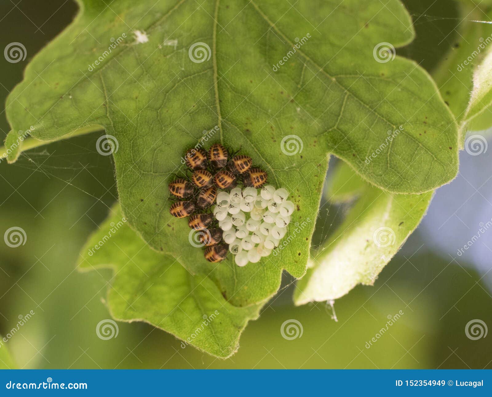 Bug`s Eggs and Newborn Insects on a Leaf Stock Image - Image of ...