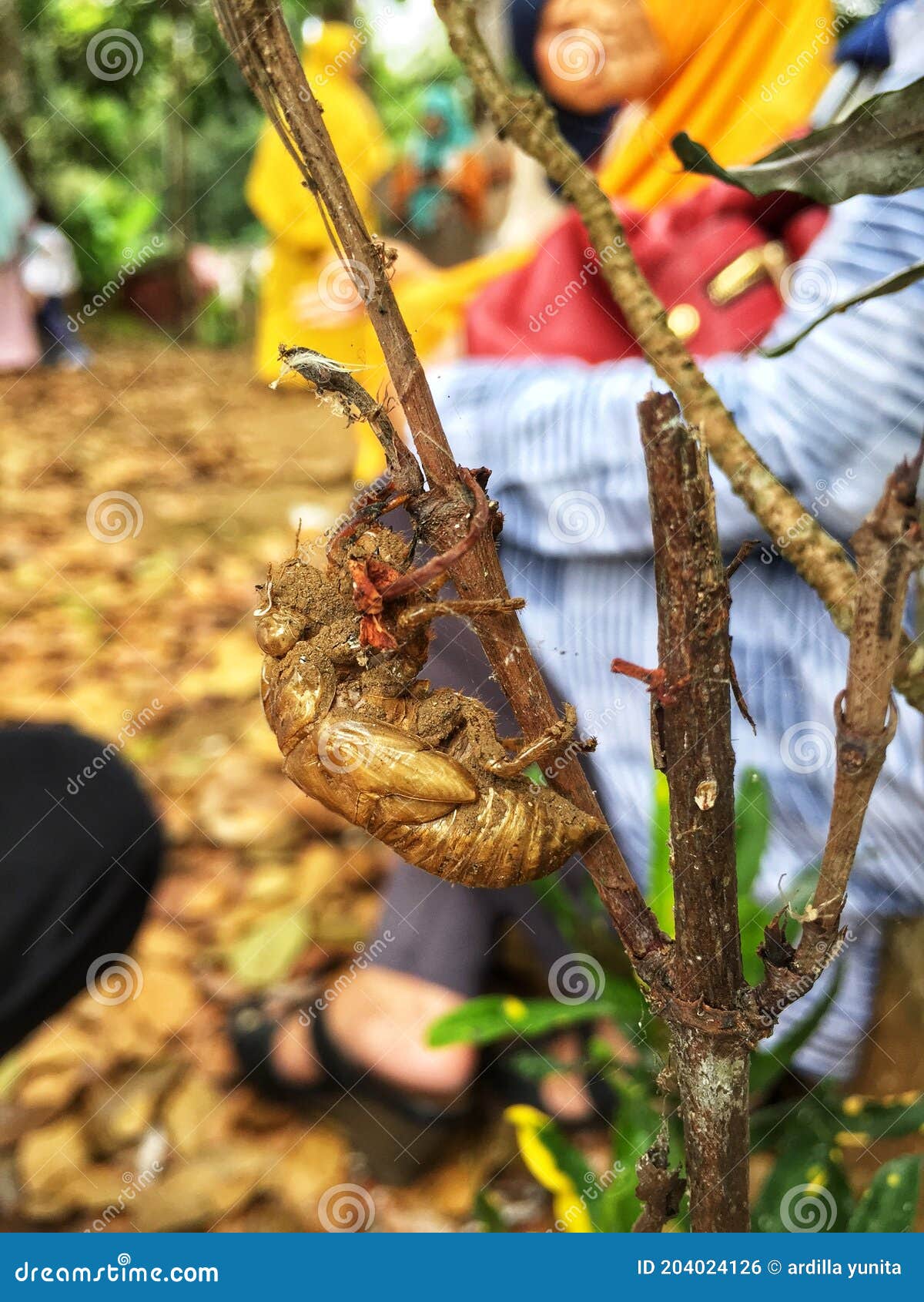 Bug’s Fossil stock photo. Image of long, branch, captured - 204024126