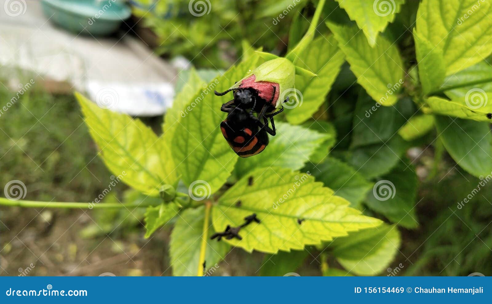 Bug Sucking Nectar of Hibiscus Stock Image - Image of flower, sacking ...