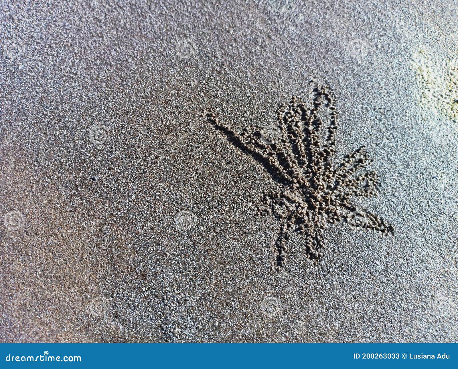 A bug on sand stock image. Image of beach, travel, nature - 200263033