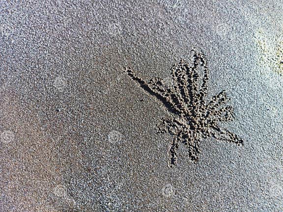 A bug on sand stock image. Image of beach, travel, nature - 200263033