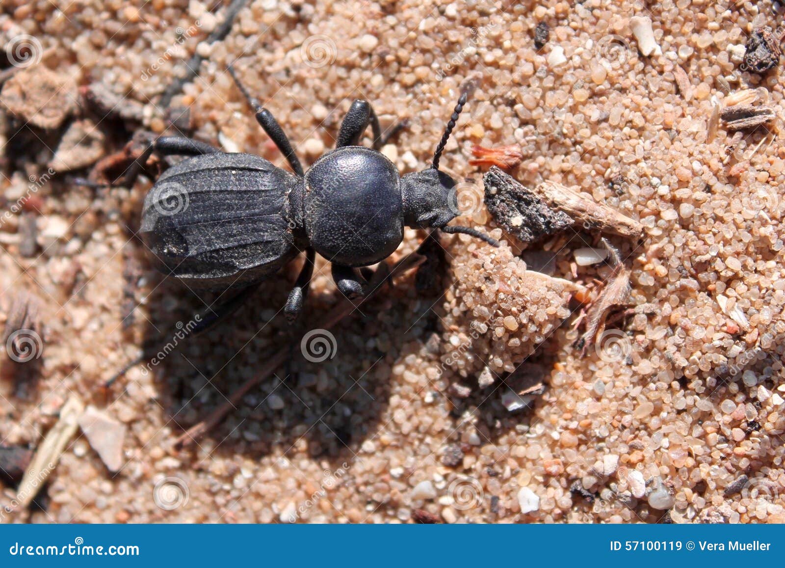 Bug on Sand stock image. Image of micro, close, sand - 57100119
