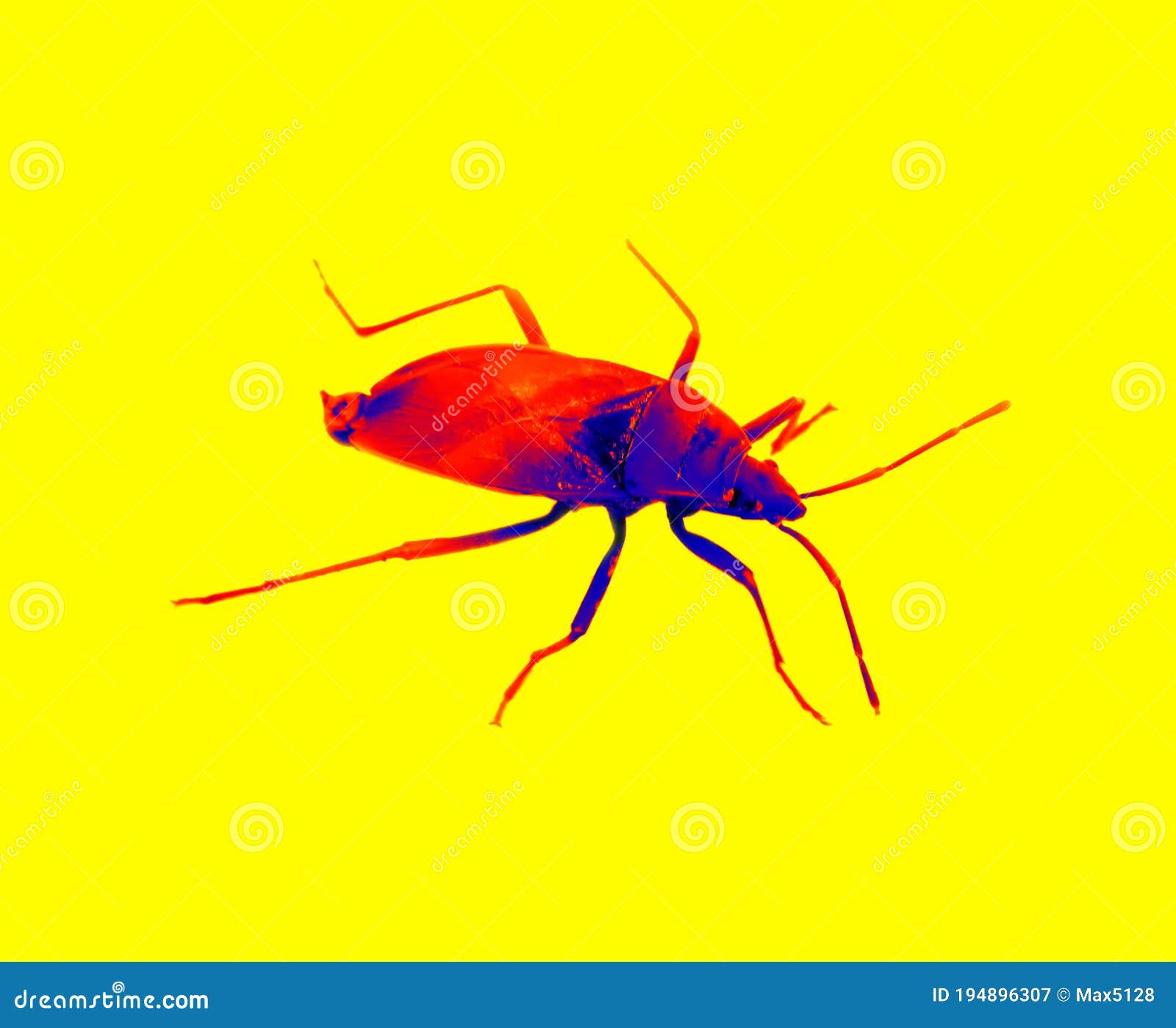 Bug in Scientific High-tech Thermal Imager Stock Image - Image of ...