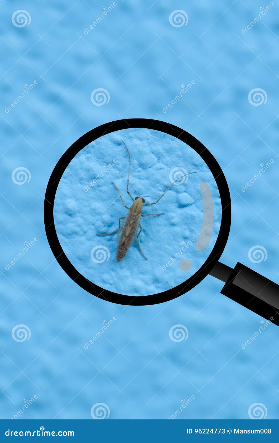 Bug On Search Magnifying Glass Stock Image | CartoonDealer.com #96224773
