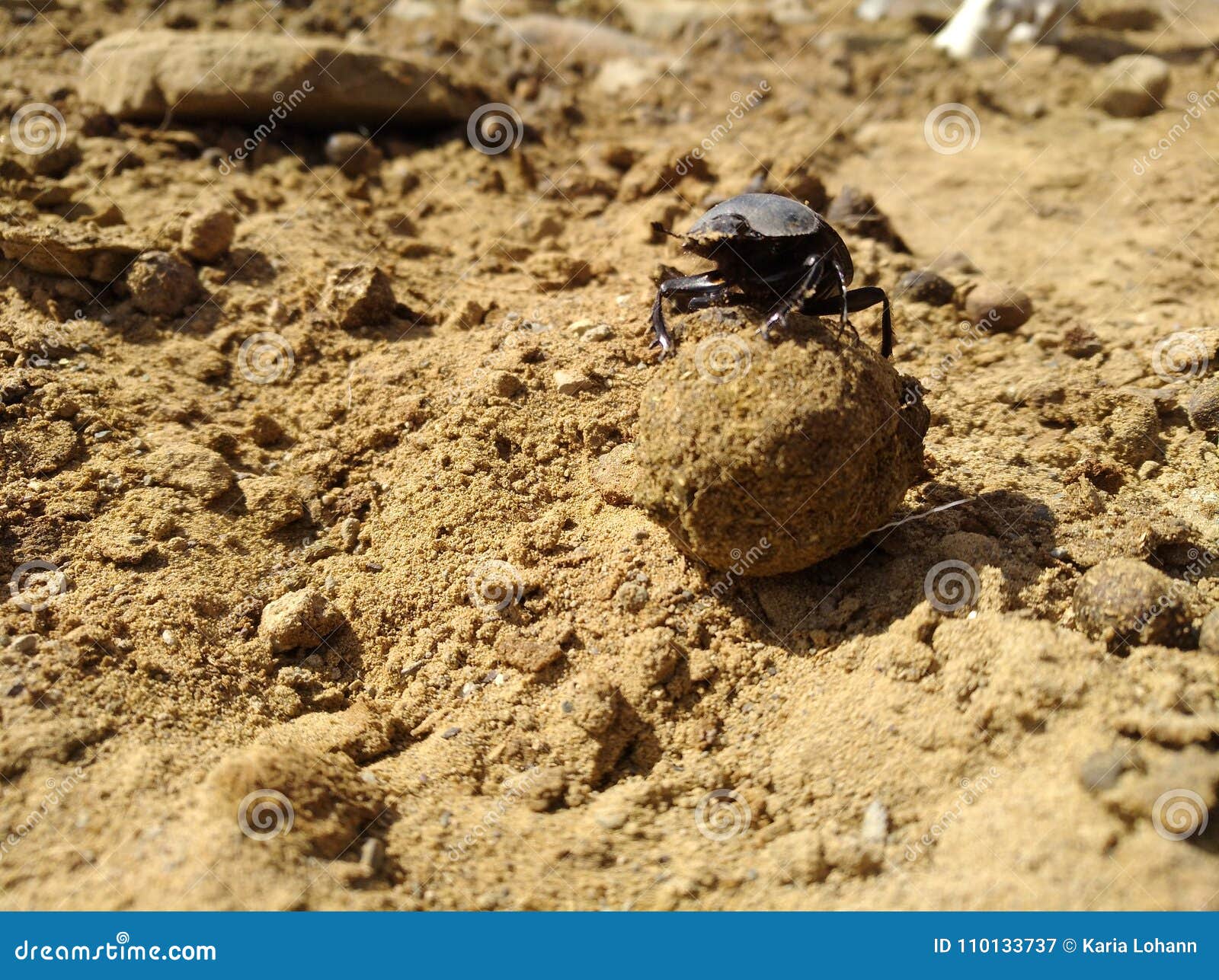 Bug on sheep bole stock image. Image of sheep, bole - 110133737