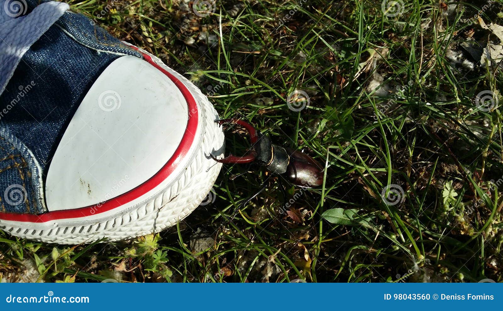 Bug and shoe stock photo. Image of leaf, grass, shoe - 98043560