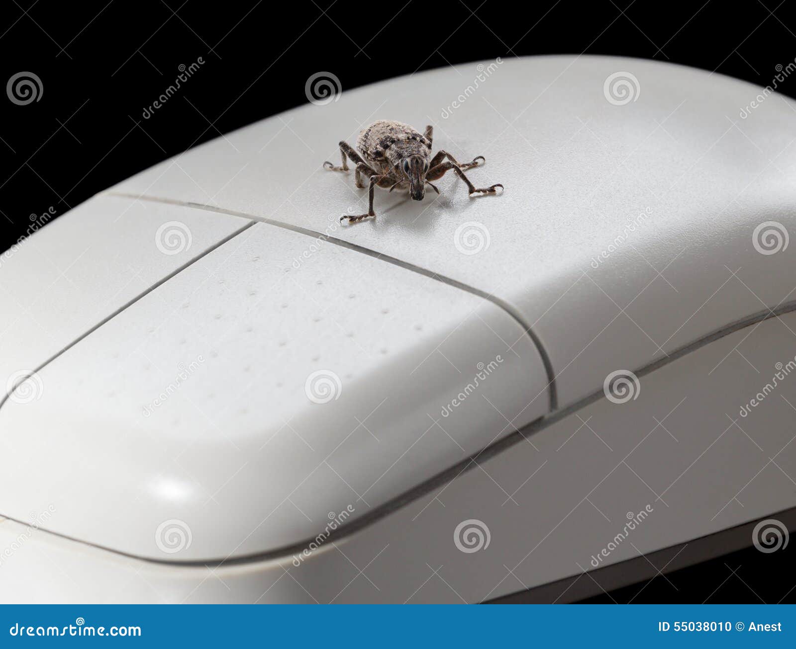 Bug Sitting on Computer Mouse Stock Photo - Image of malicious, trojan ...