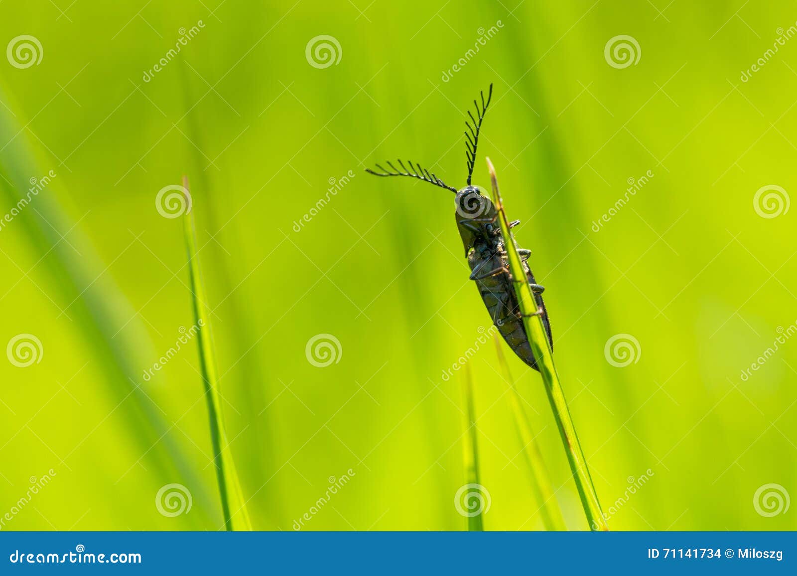 Bug sitting on grass blade stock photo. Image of spring - 71141734