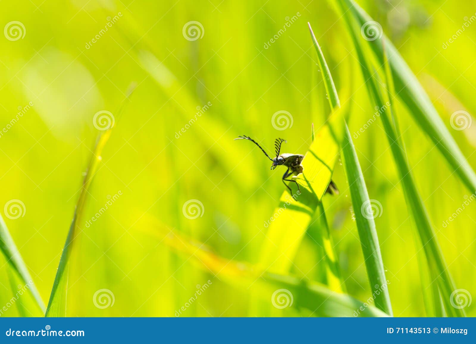 Bug sitting on grass blade stock image. Image of blade - 71143513