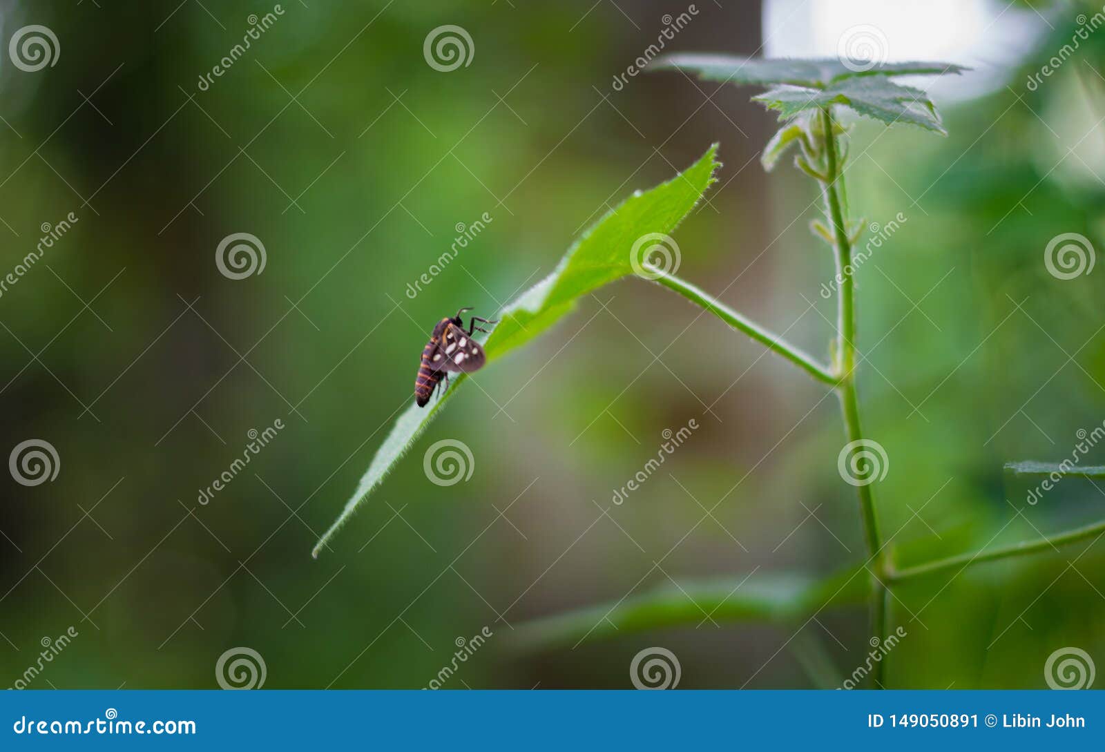 Bug sitting on leaf stock image. Image of ladybird, biology - 149050891
