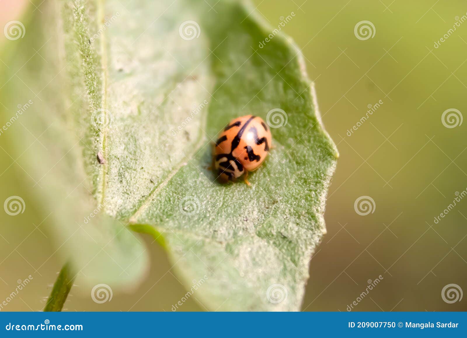 This is a Bug Sitting on a Leaves Stock Photo - Image of green, beetle ...
