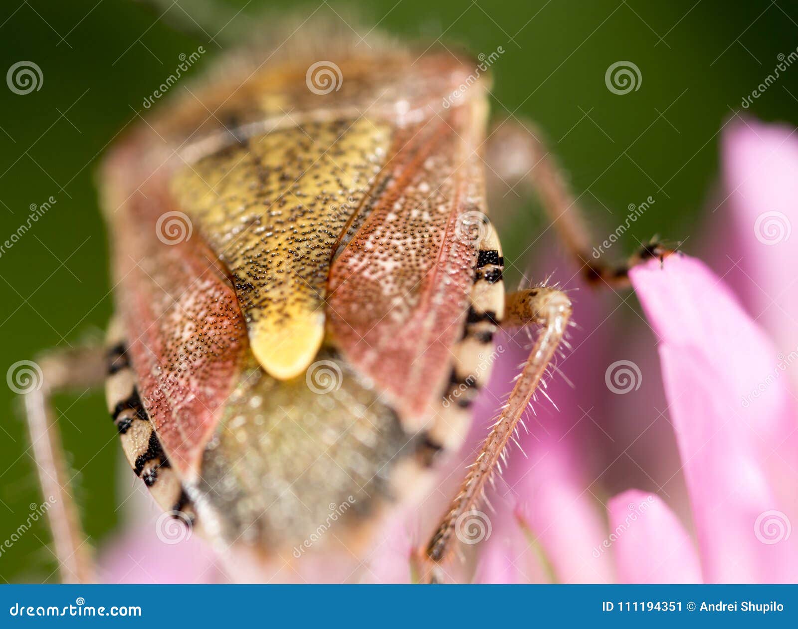Bug skunk in nature. macro stock image. Image of natural - 111194351
