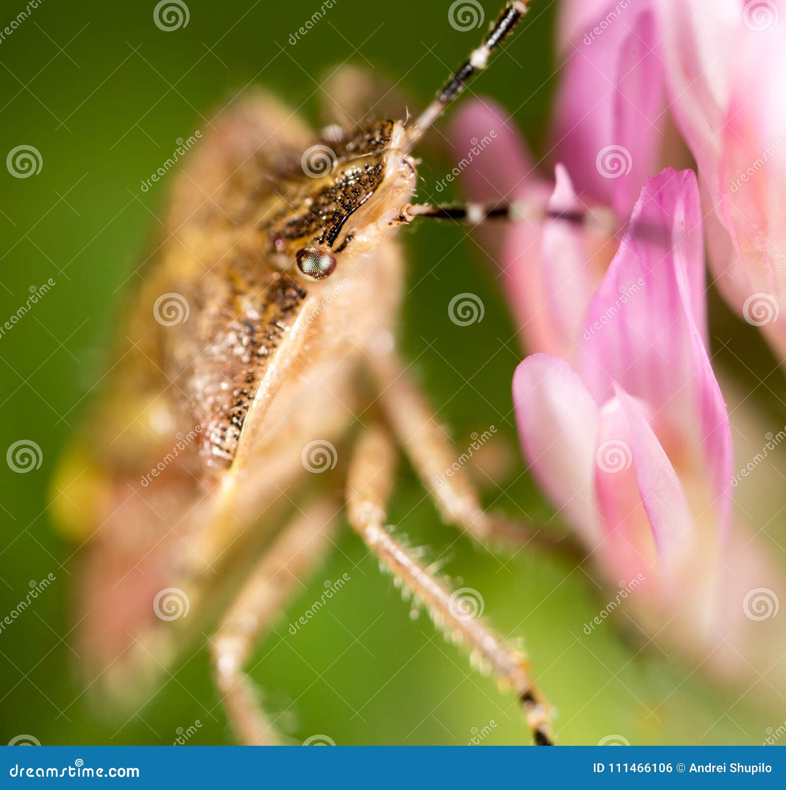 Bug skunk in nature. macro stock photo. Image of shield - 111466106