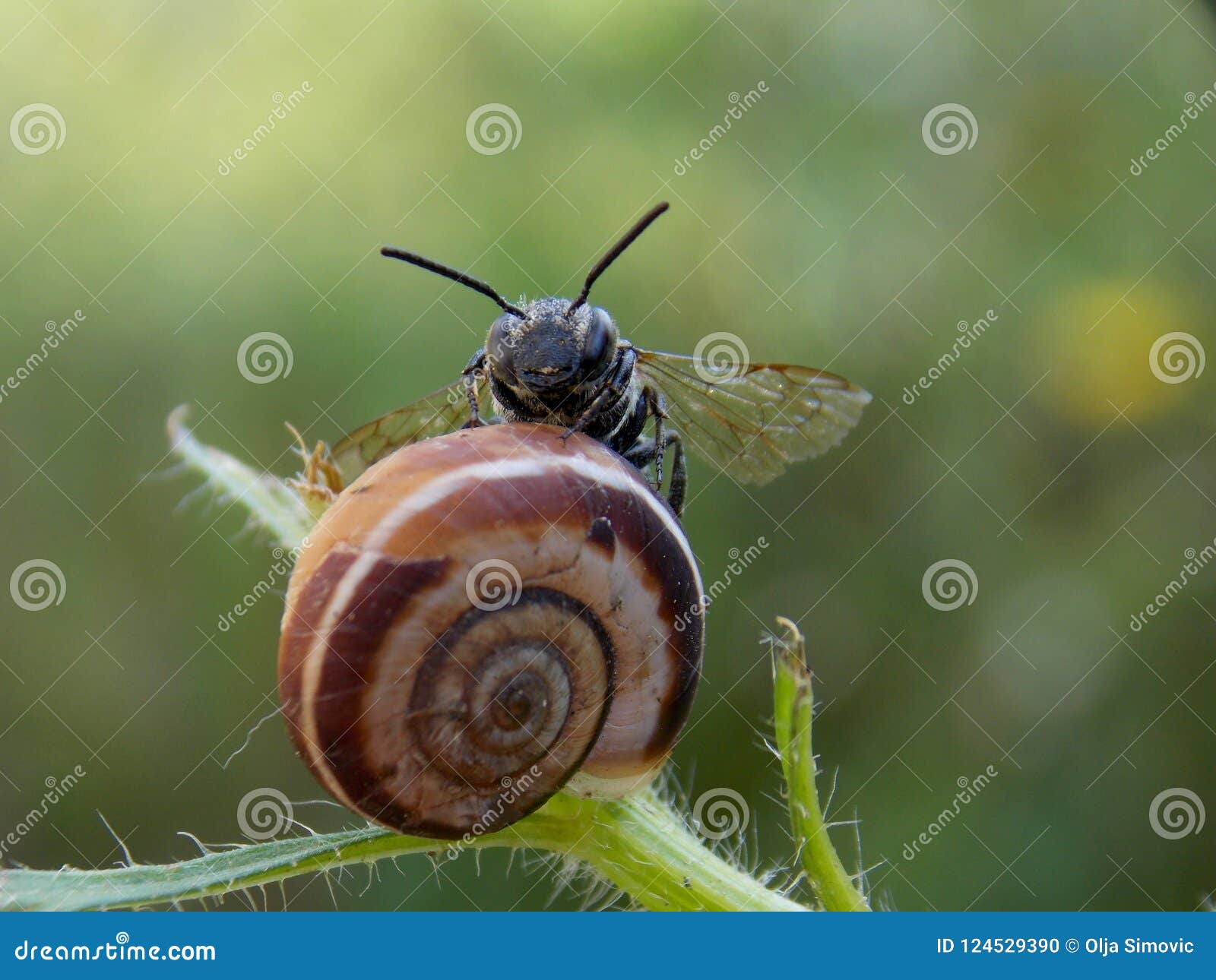 Bug on the snail stock photo. Image of wing, nature - 124529390