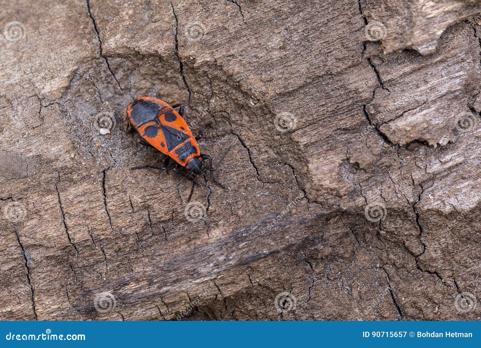 Bug-soldier stock image. Image of insect, natural, invertebrate - 90715657