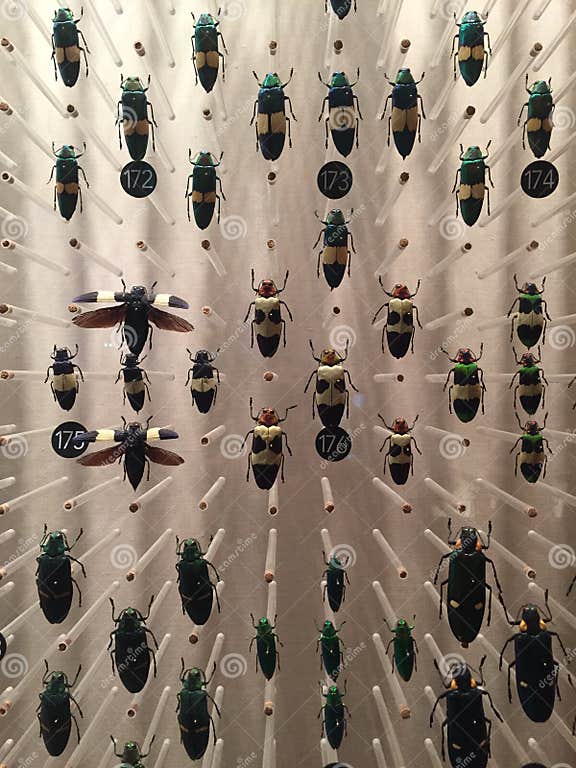 Bug specimen museum editorial stock image. Image of library - 57981424