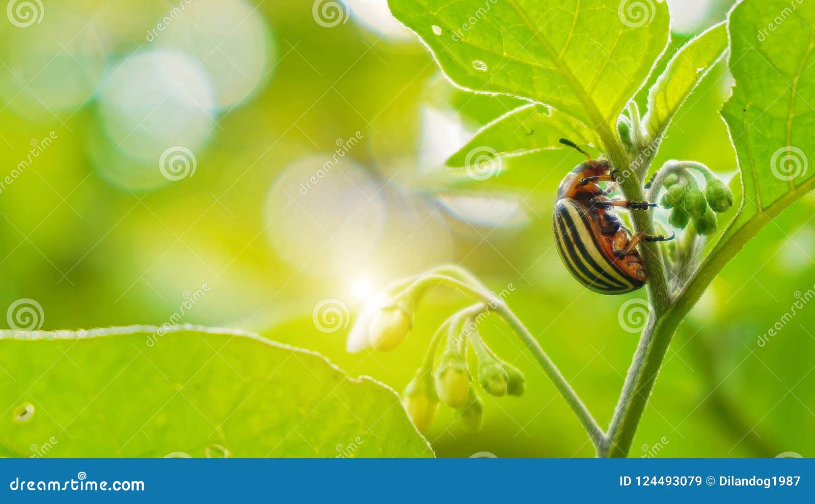 A Bug Standing on the Plant Stock Image - Image of small, outdoor ...