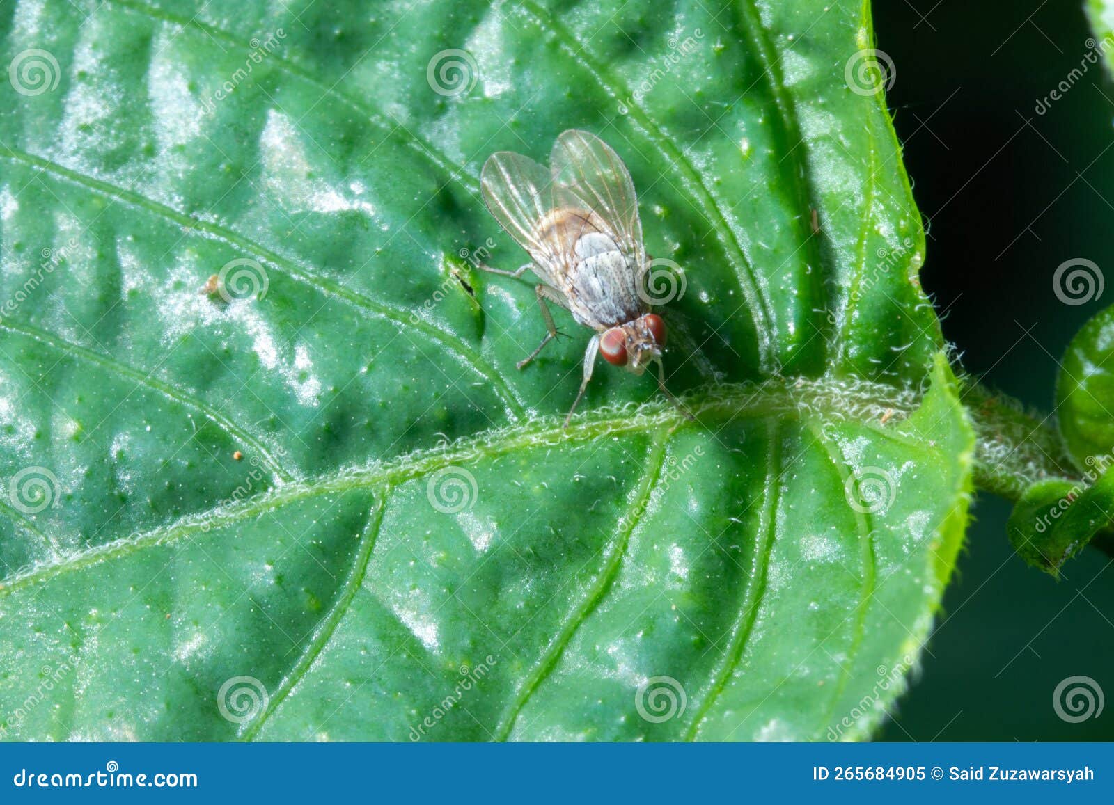 A Bug Standing on Top of a Leaf Macro Stock Image - Image of summer ...