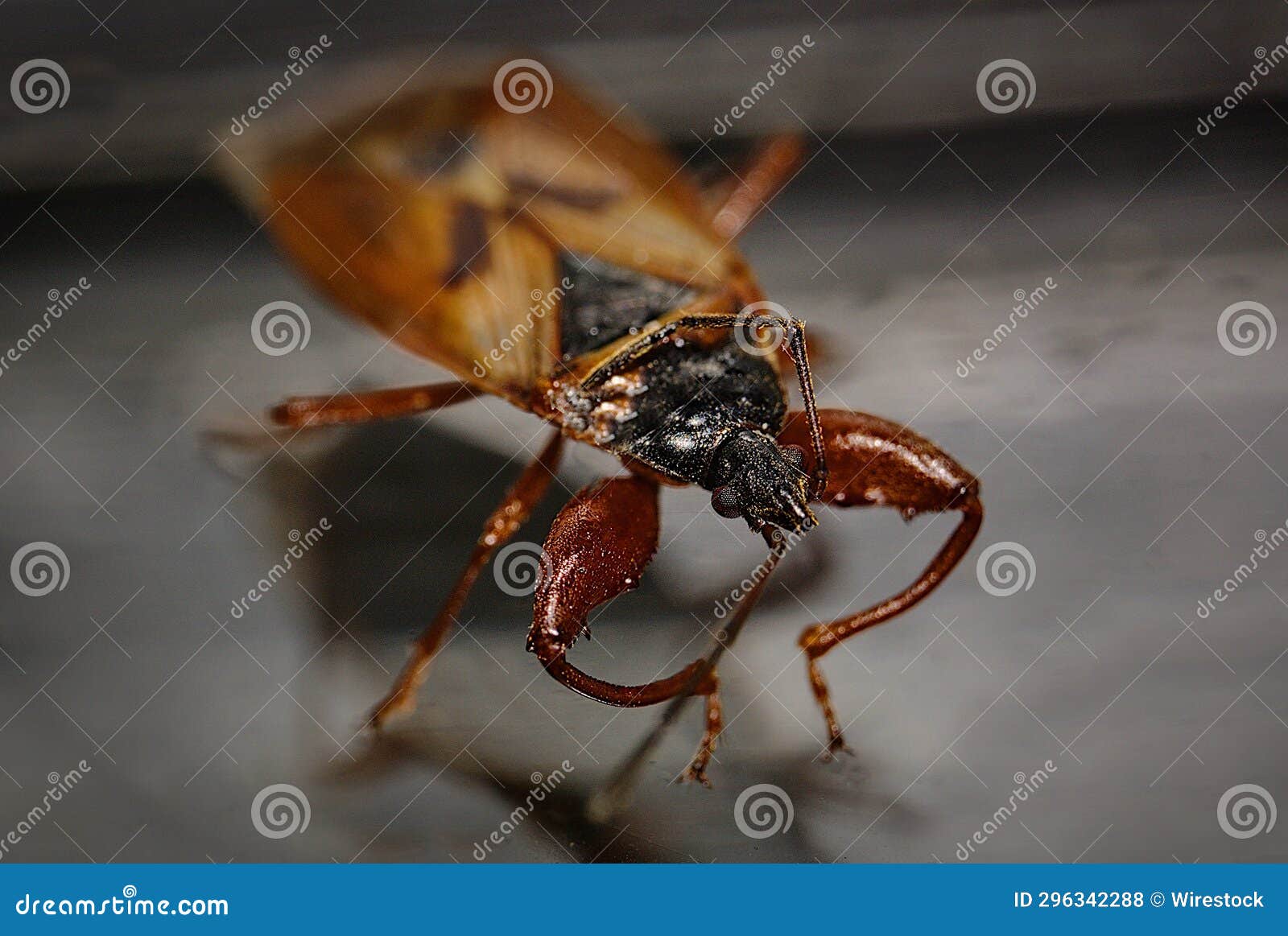 A Bug that is Standing Up in the Air with it S Legs Spread Open Stock ...