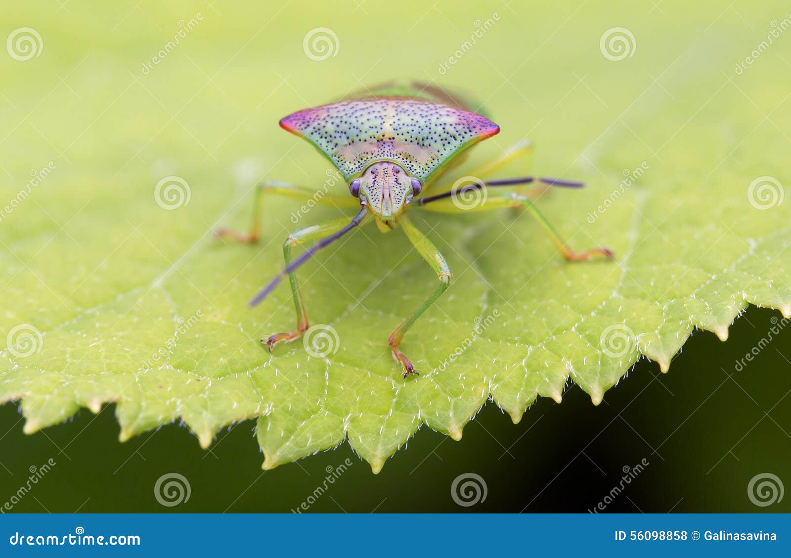 Bug stock photo. Image of beetle, close, color, zoology - 56098858