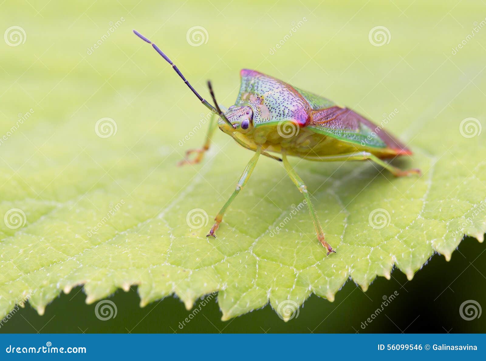 Bug stock photo. Image of zoology, green, wings, tree - 56099546