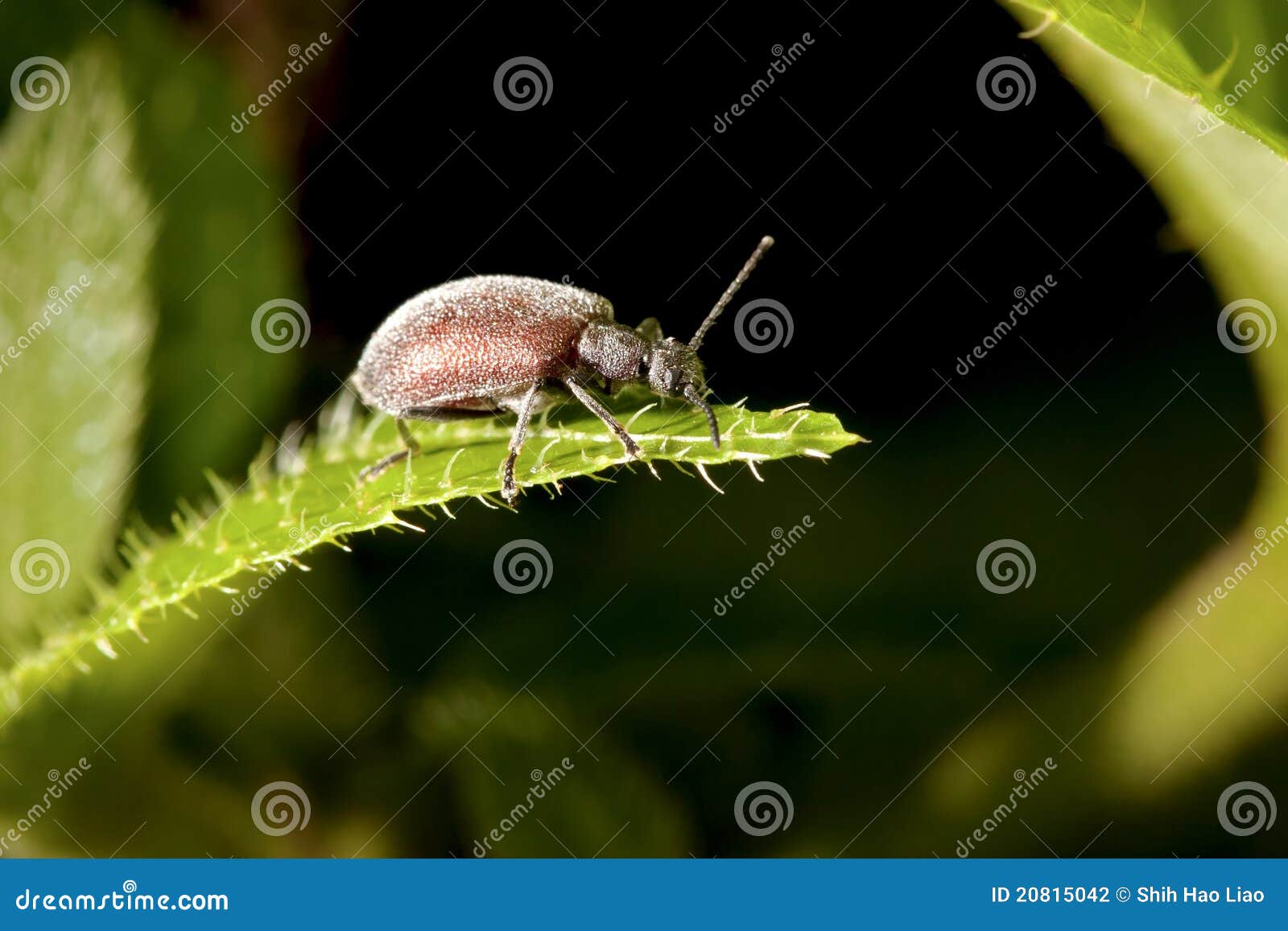 A bug in summer stock photo. Image of cimex, beetle, animal - 20815042