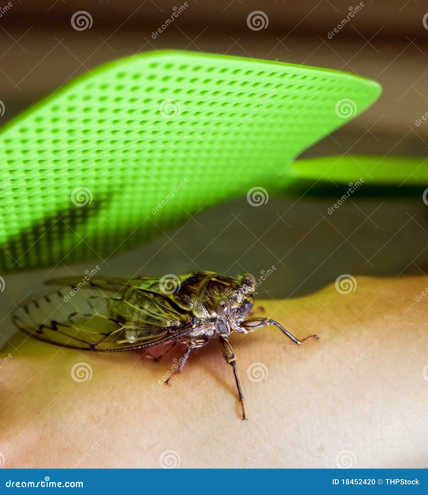 Bug Swat stock photo. Image of fall, flyswatter, small - 18452420