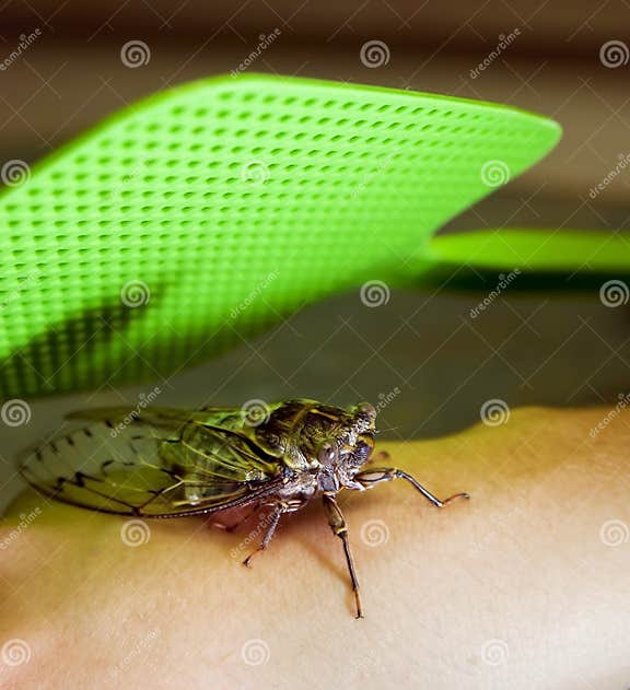 Bug Swat stock photo. Image of fall, flyswatter, small - 18452420