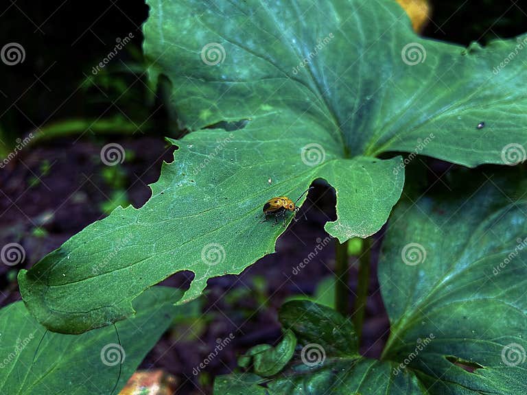 A bug on a taro leaf stock image. Image of tree, beetle - 261246791