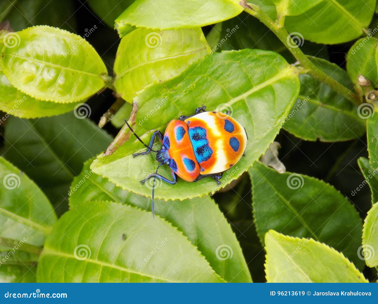Bug on the Tea Leaf stock image. Image of macro, vietnam - 96213619