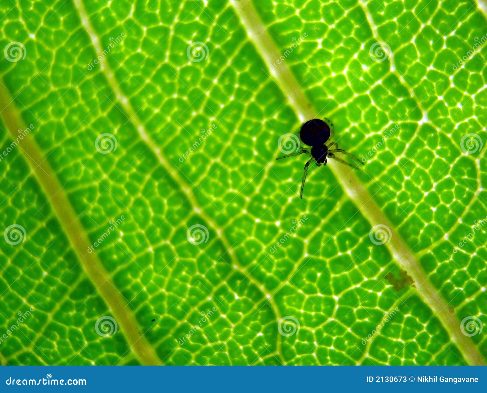 Bug Textures stock image. Image of insects, fresh, cells - 2130673