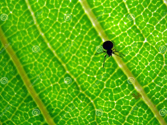 Bug Textures stock image. Image of insects, fresh, cells - 2130673