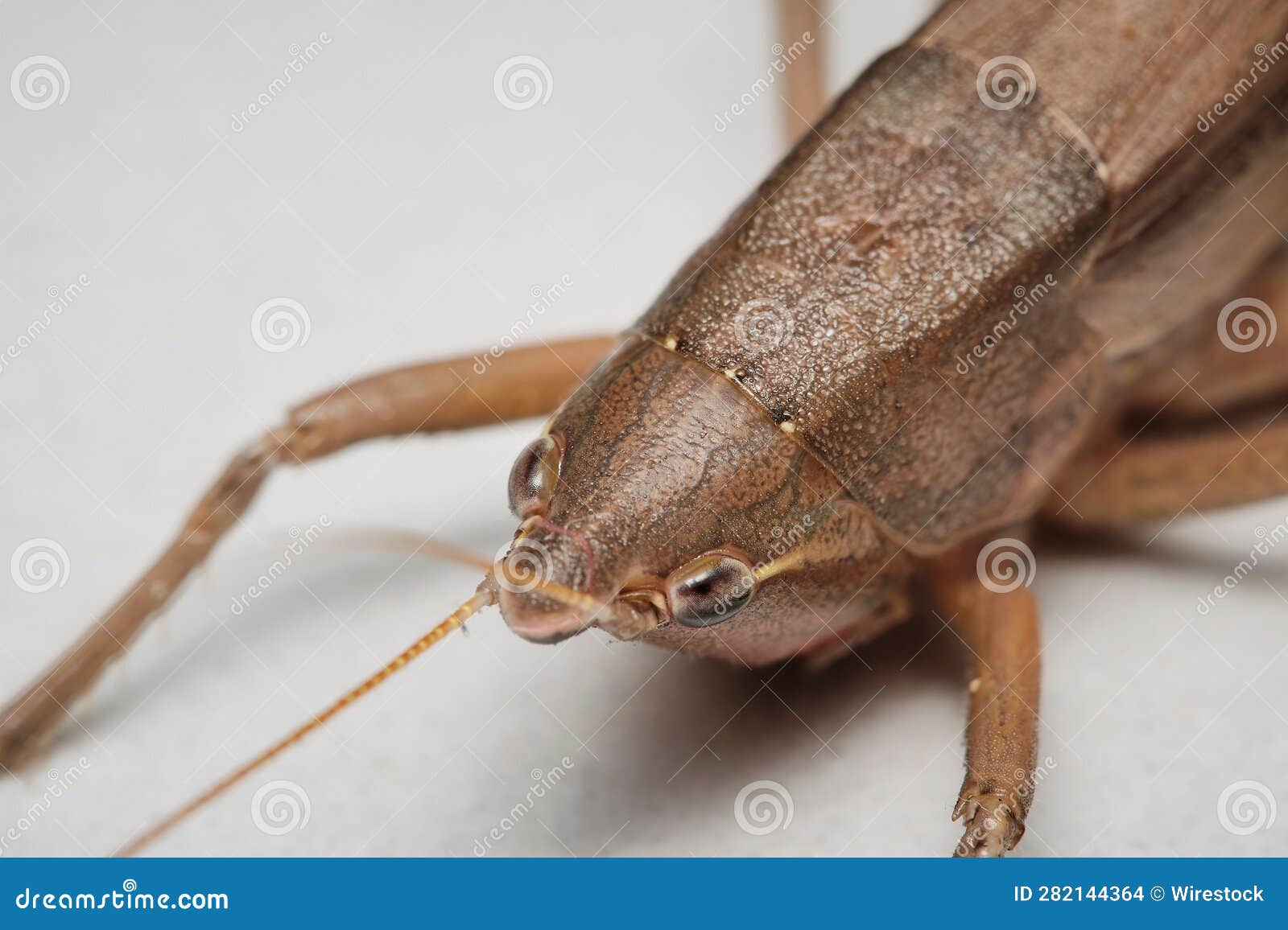 A Bug with a Thin Long Neck and Big Legs, Sitting Stock Photo - Image ...