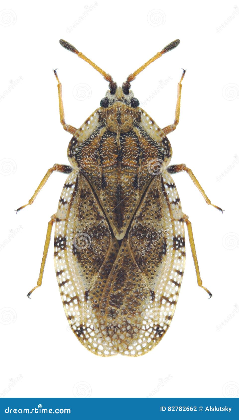 Bug Tingis Cardui Stock Photos - Free & Royalty-Free Stock Photos from ...