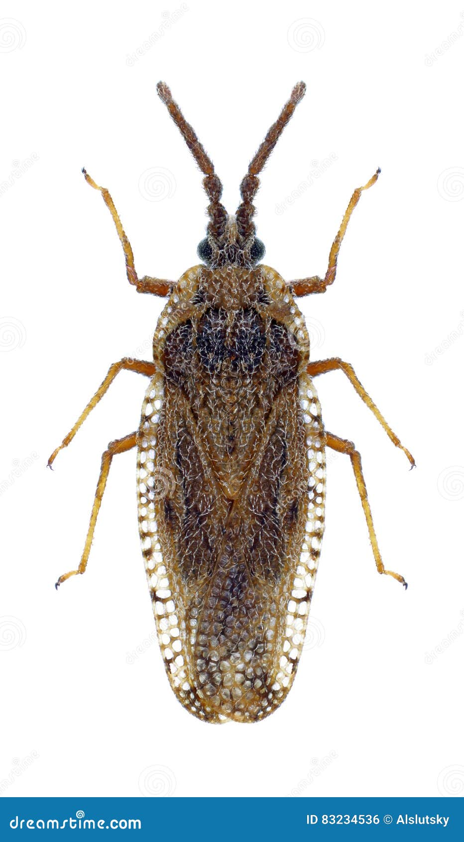 Tingis Crispata Stock Photos - Free & Royalty-Free Stock Photos from ...