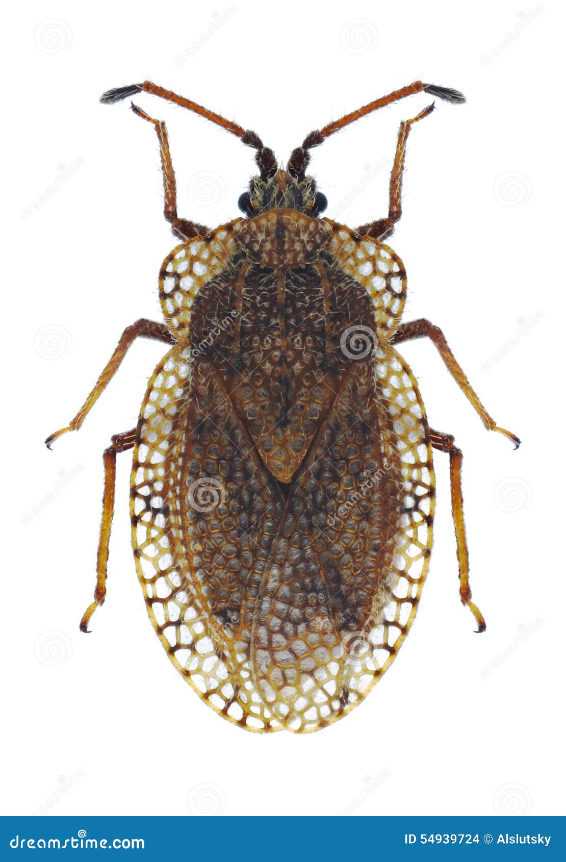 Tingis Reticulata Stock Photos - Free & Royalty-Free Stock Photos from ...