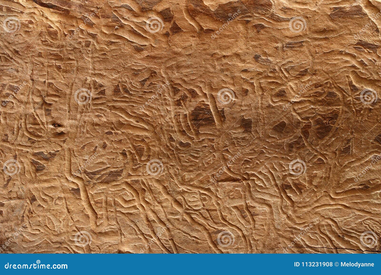 Bug Trails in Wood stock photo. Image of wood, bugs - 113231908