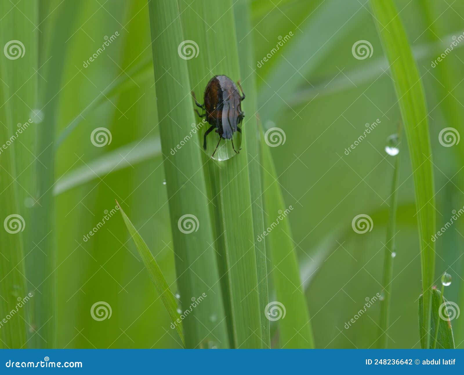 Bug trap in the dew drops stock photo. Image of insects - 248236642