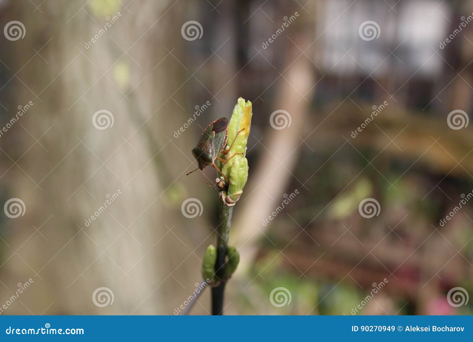 Bug on tree branch stock image. Image of branch, tree - 90270949