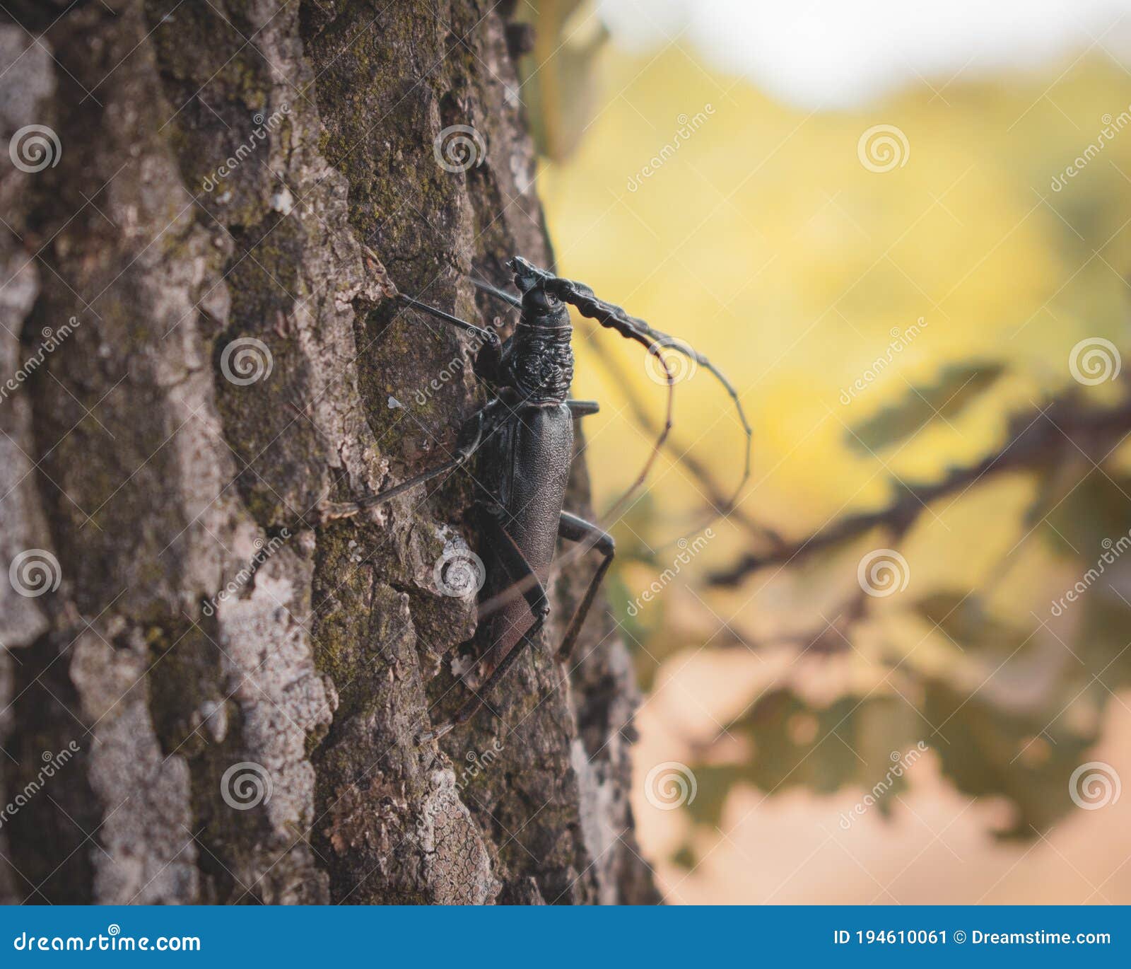 Bug on a tree stock image. Image of road, bycicles, freshly - 194610061