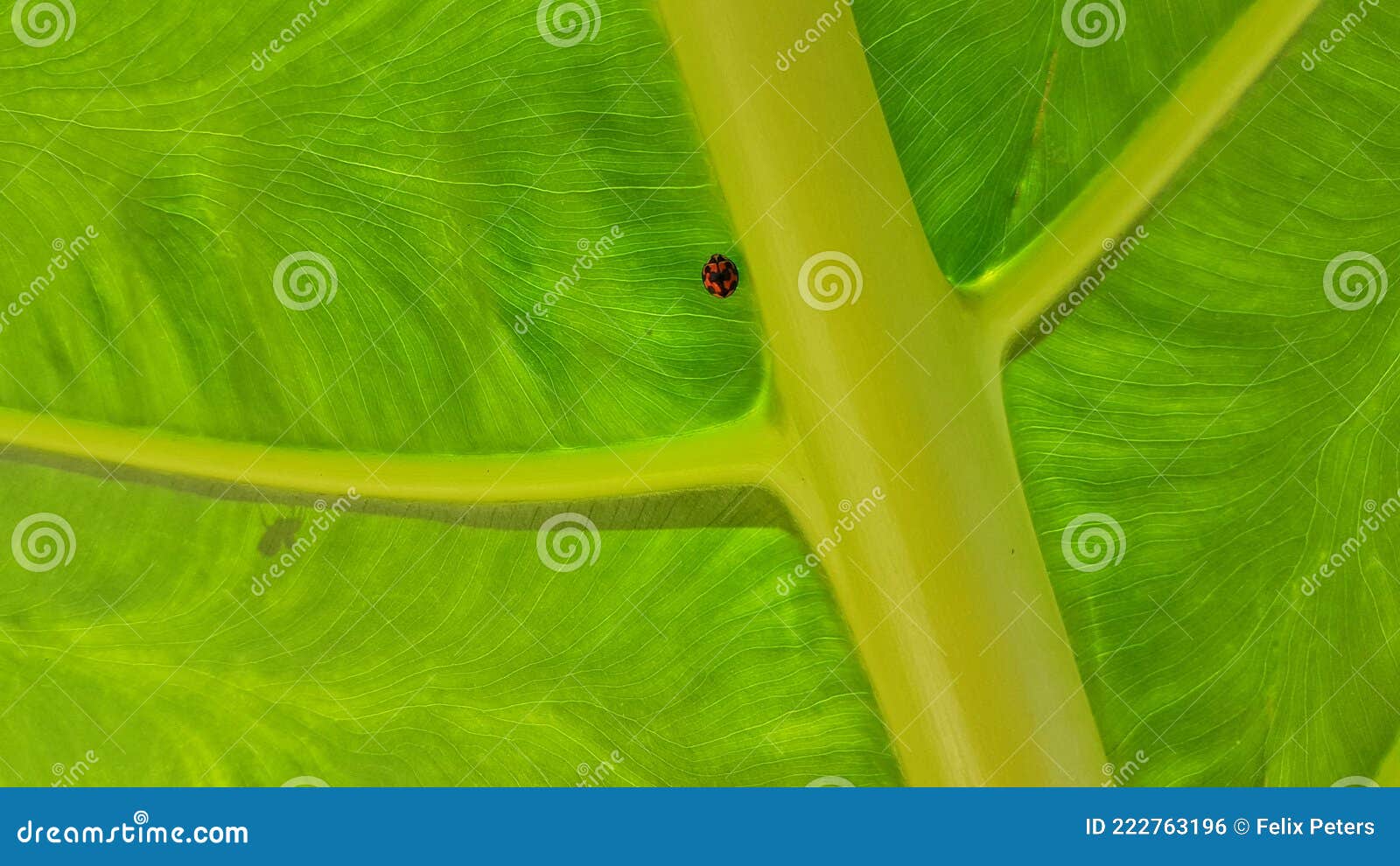 Bug on tropical leaf stock photo. Image of giant, leaf - 222763196