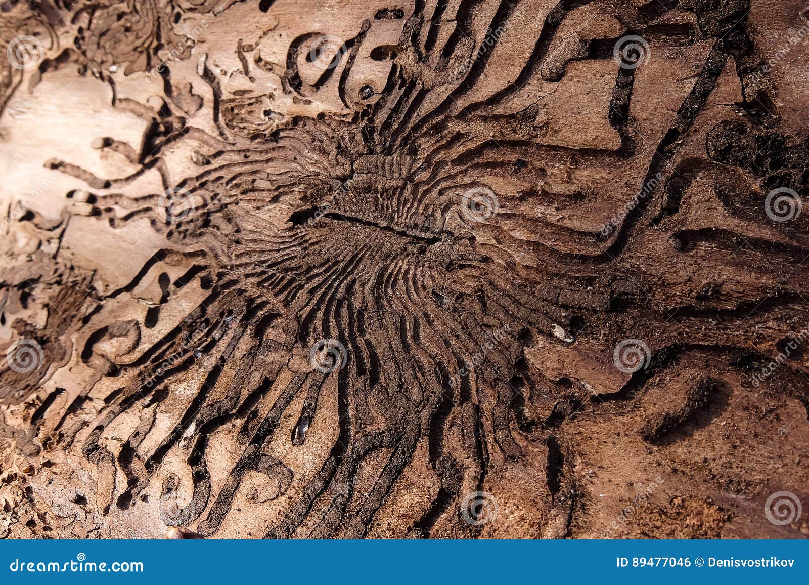 Bug tunnels stock photo. Image of brown, background, termite - 89477046