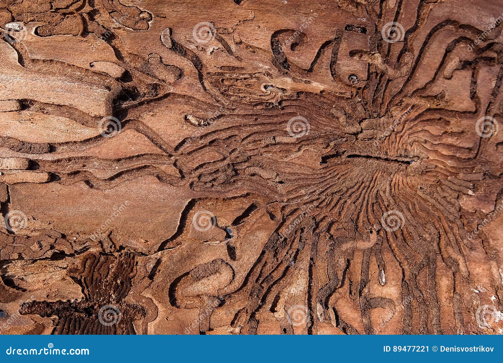 Bug tunnels stock image. Image of surface, natural, bark - 89477221