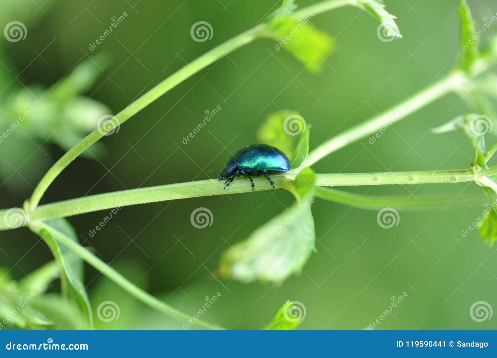 Bug on twig stock image. Image of green, leafs, bees - 119590441
