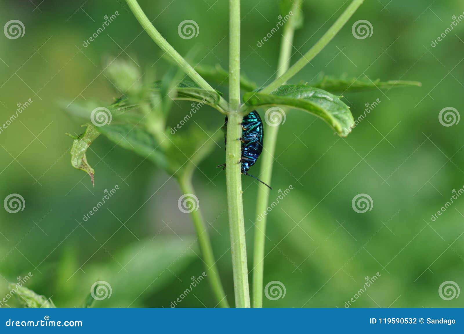 Bug on twig stock photo. Image of leafs, freedom, happy - 119590532