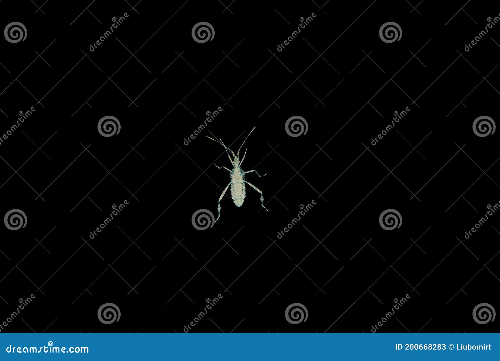 Bug Under Microscope on Black Stock Image - Image of animal, chitin ...